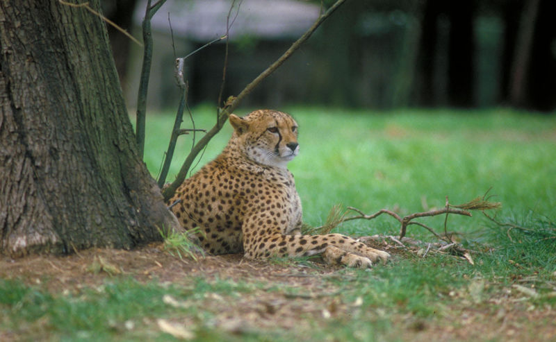 Fota Wildlife Park | Pure Cork | Things-to-do