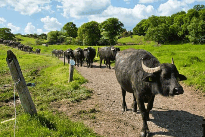 Buffalo Mozzarella Farm Tour | Pure Cork | Things-to-do