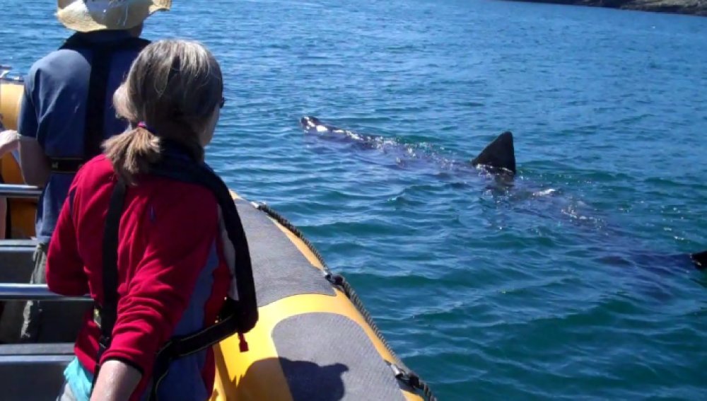 Baltimore Sea Safari | Pure Cork | Things-to-do